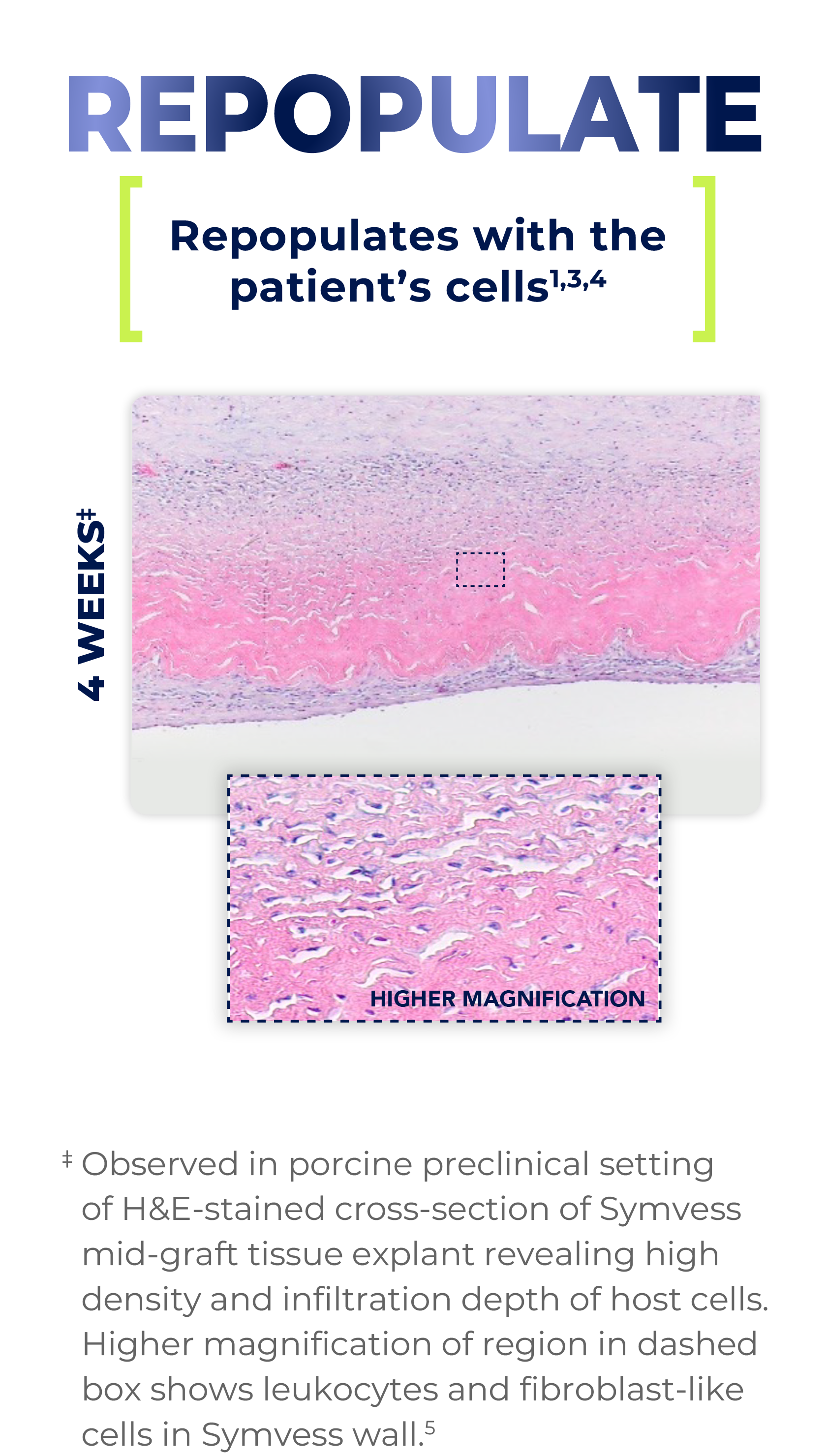 How it Works - Symvess™ acellular tissue engineered vessel-tyod