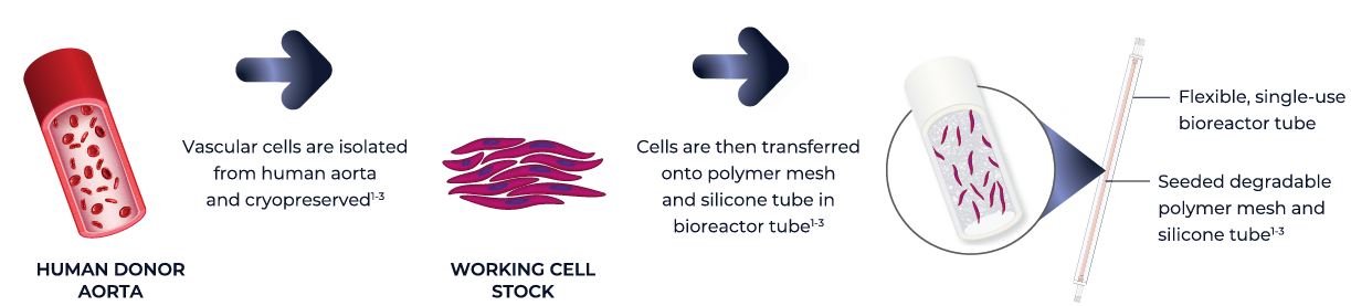 Bioengineering Process - Symvess™ acellular tissue engineered vessel-tyod