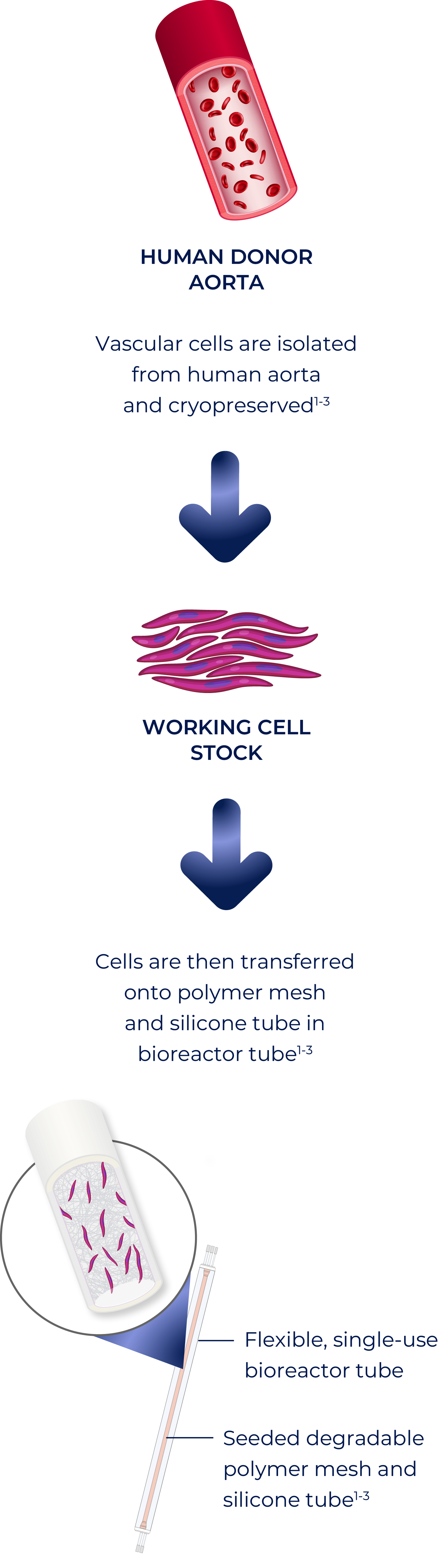 Bioengineering Process - Symvess™ acellular tissue engineered vessel-tyod