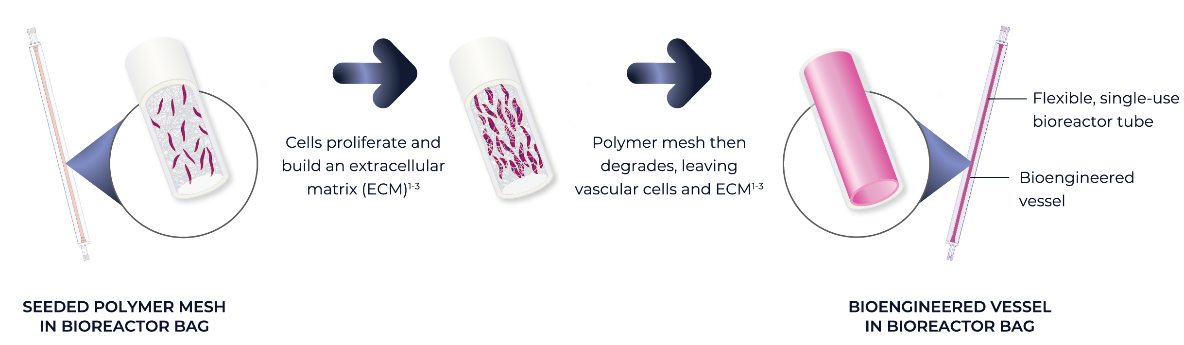 Bioengineering Process - Symvess™ acellular tissue engineered vessel-tyod