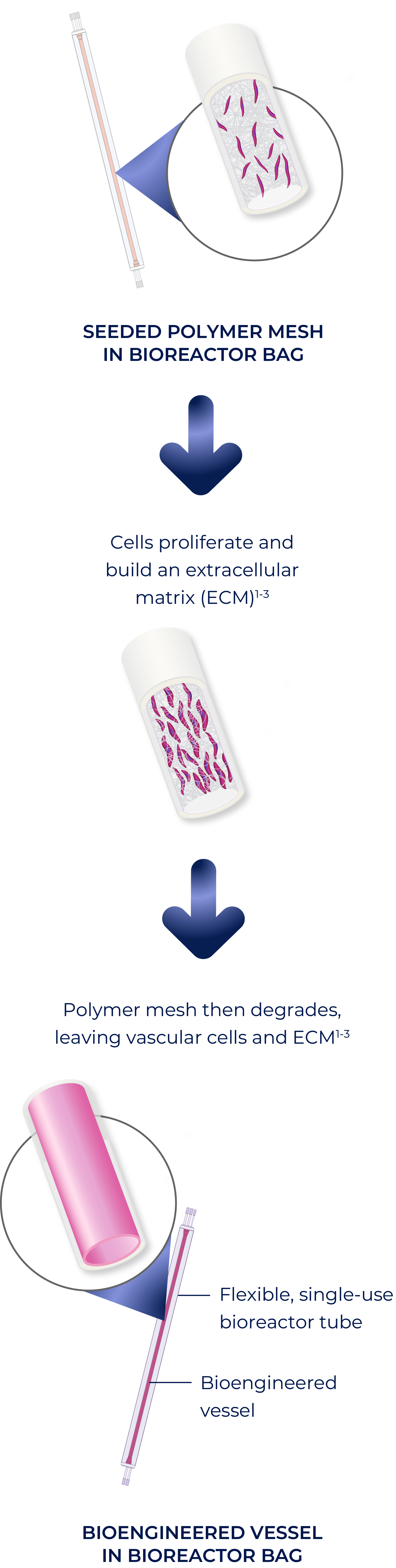 Bioengineering Process - Symvess™ acellular tissue engineered vessel-tyod