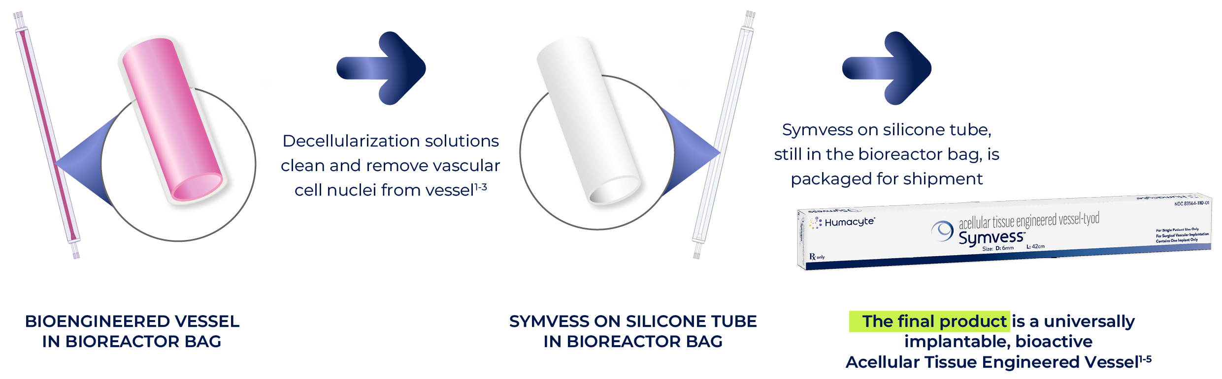 Bioengineering Process - Symvess™ acellular tissue engineered vessel-tyod