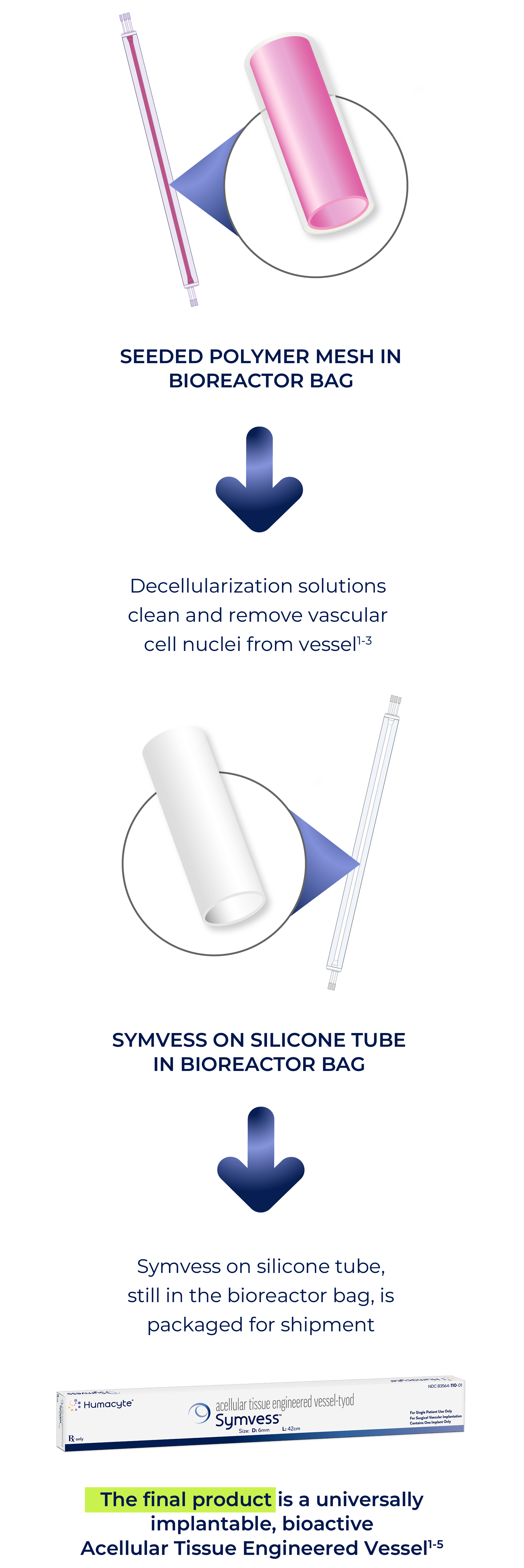 Bioengineering Process - Symvess™ acellular tissue engineered vessel-tyod